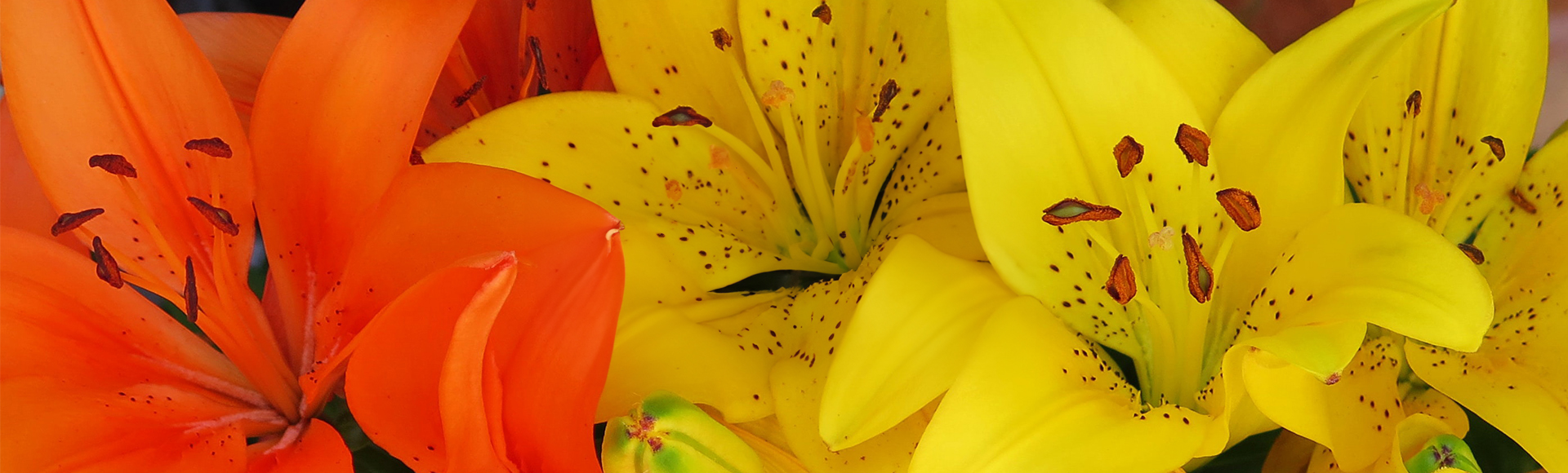 Florists, Swaffham, Norfolk | Starlings of swaffham florist delivering ...